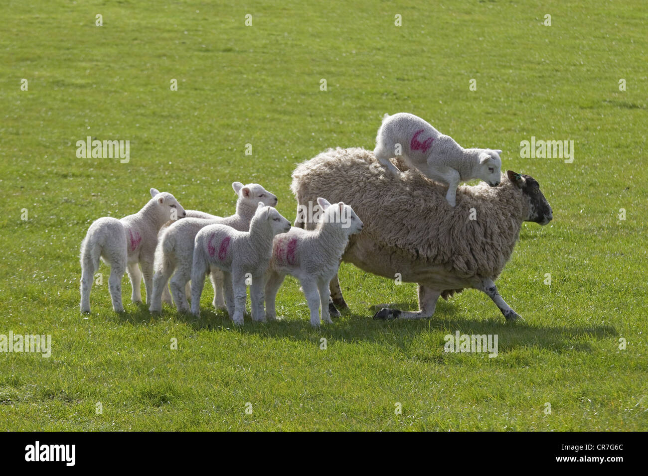 Spring lambs jumping in the grass hi-res stock photography and images ...