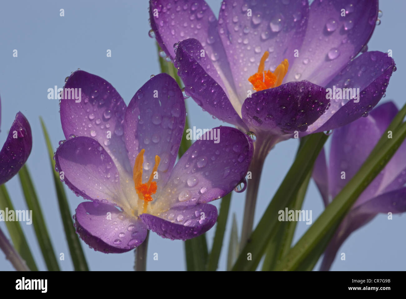 Planting crocus corms hi-res stock photography and images - Alamy