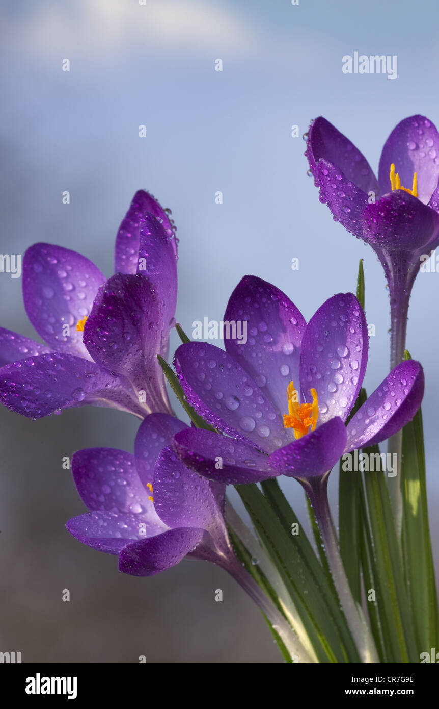 Corms spring hi-res stock photography and images - Alamy