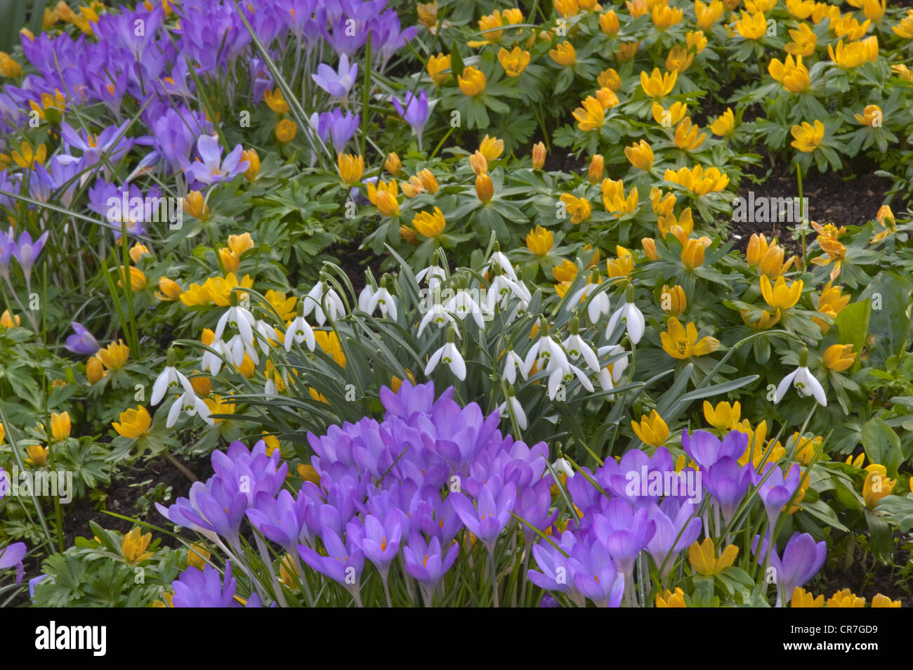 Spring Crocus Winter Aconites and snowdrops in Garden Setting Norfolk ...