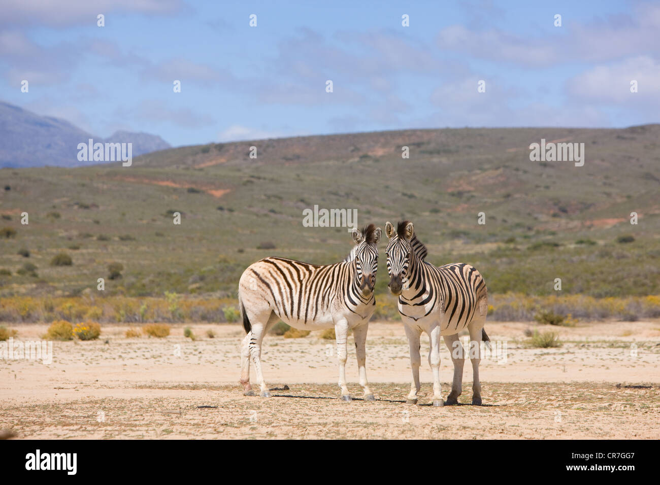 Zebra, South Africa Stock Photo - Alamy