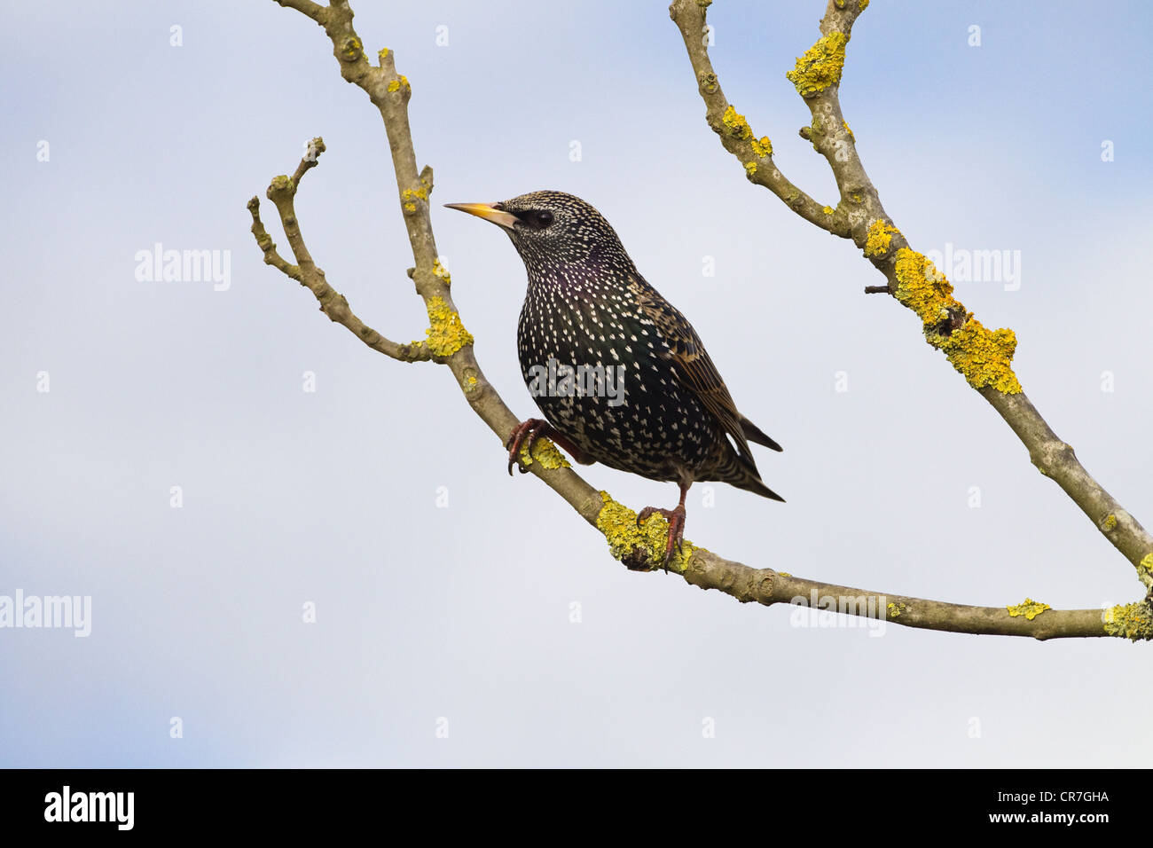 Starling Sized Bird High Resolution Stock Photography and Images - Alamy