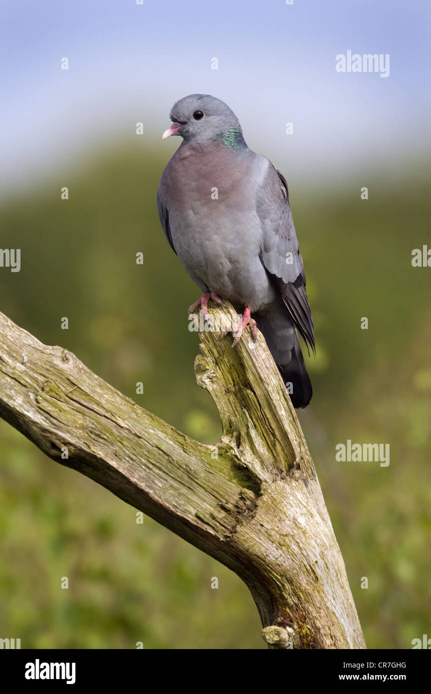 Stock dove in spring hi-res stock photography and images - Alamy