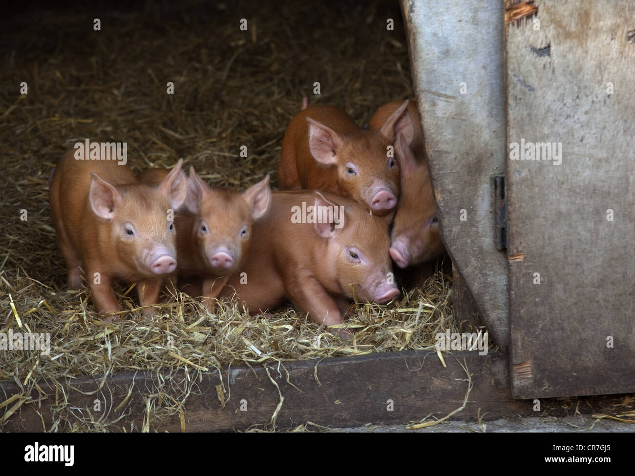 Family of Tamworth Piglets at one week old Stock Photo - Alamy