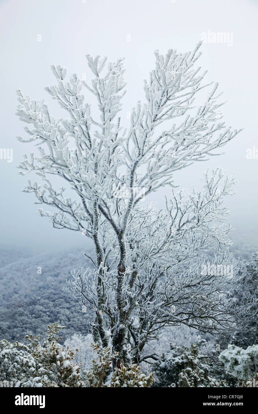 France, Vaucluse, Parc Naturel Regional du Luberon (Natural regional ...