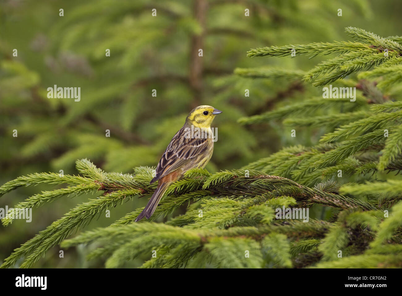 Yellow hammer bird hi-res stock photography and images - Alamy