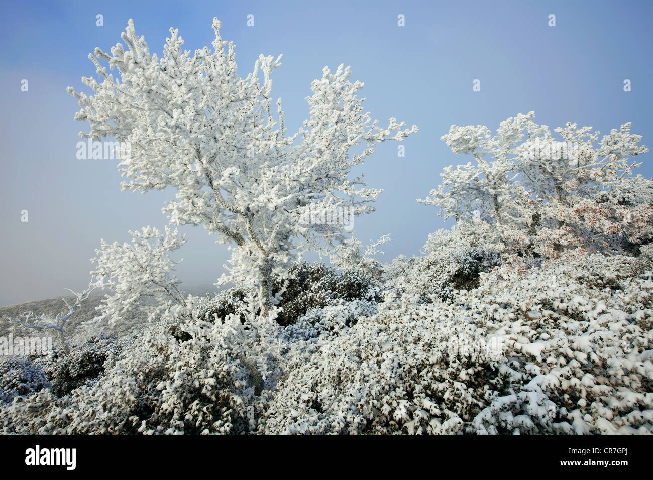 France, Vaucluse, Parc Naturel Regional du Luberon (Natural regional ...
