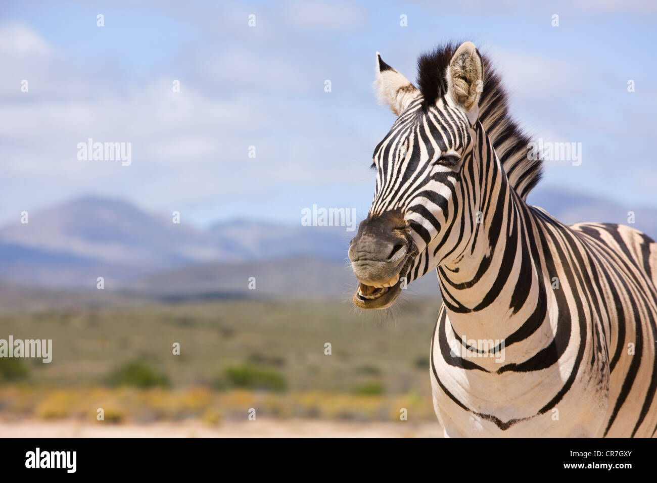 Laughing Zebra High Resolution Stock Photography and Images - Alamy