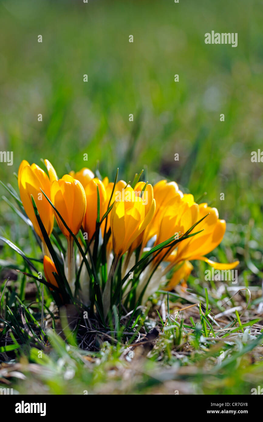 Crocuses (Crocus sp.) on a meadow Stock Photo - Alamy