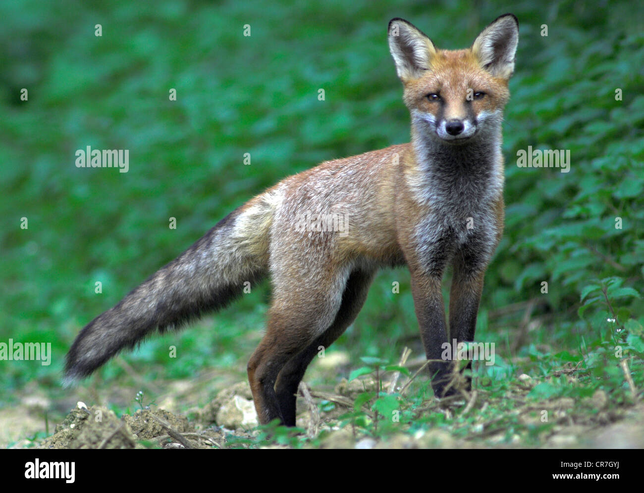 Late summer 2007 hi-res stock photography and images - Alamy