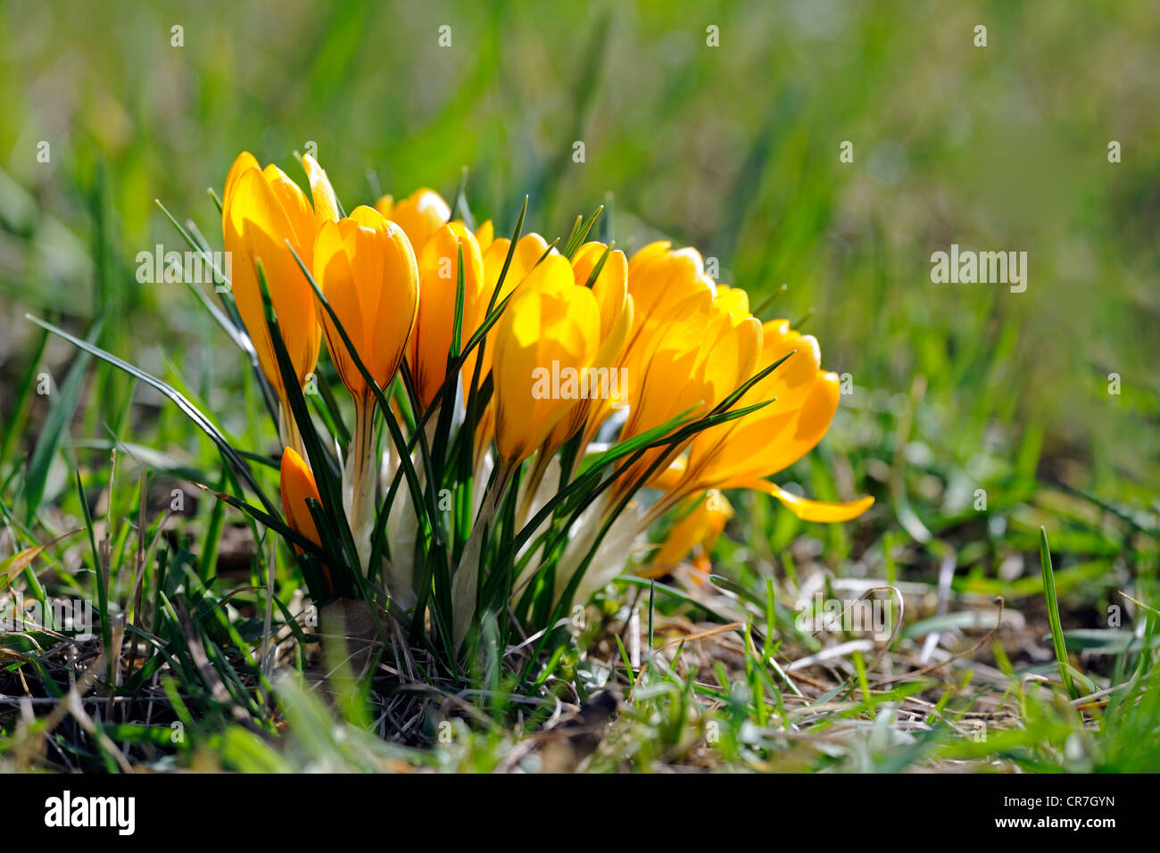 Many yellow crocus close up hi-res stock photography and images - Alamy