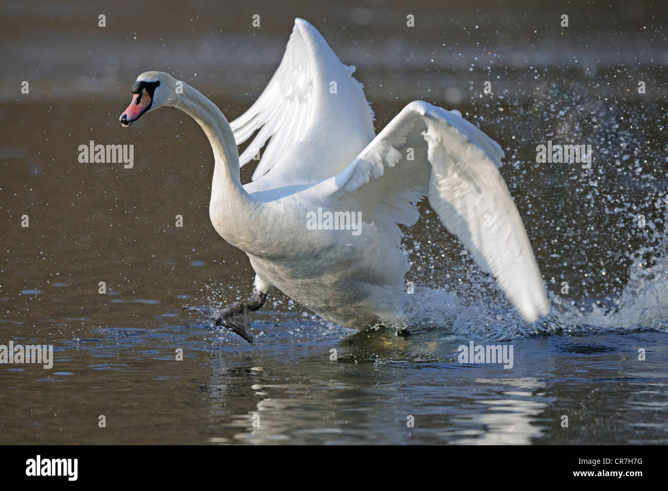 Rising from the water hi-res stock photography and images - Alamy