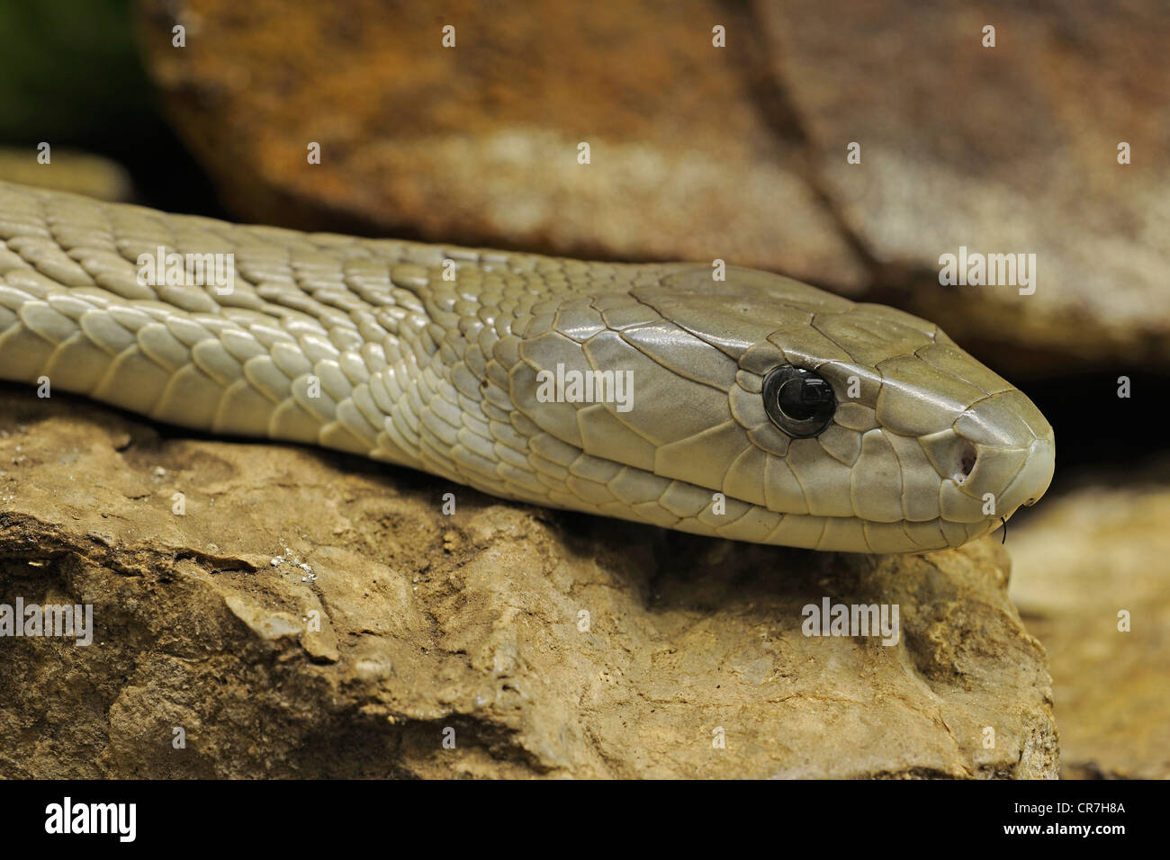 Black Mamba (Dendroaspis polylepis Stock Photo - Alamy