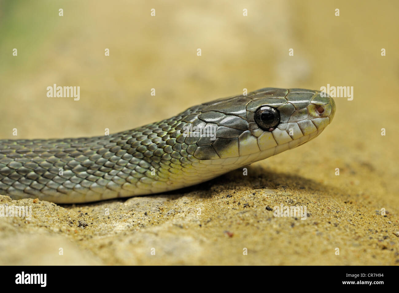 Japanese Rat Snake (Elaphe climacophora Stock Photo - Alamy