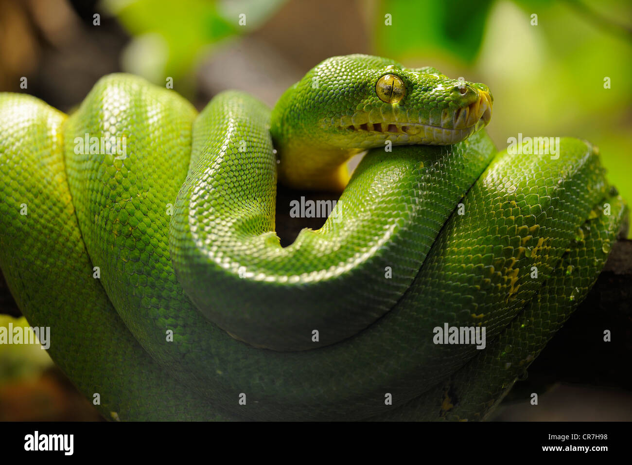 Green Tree Python (Chondropython viridis, Morelia viridis Stock Photo ...