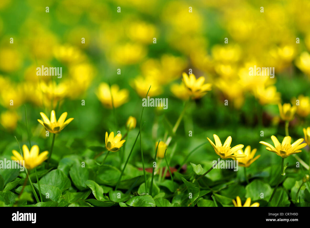 yellow spring flowers macro close up Stock Photo - Alamy
