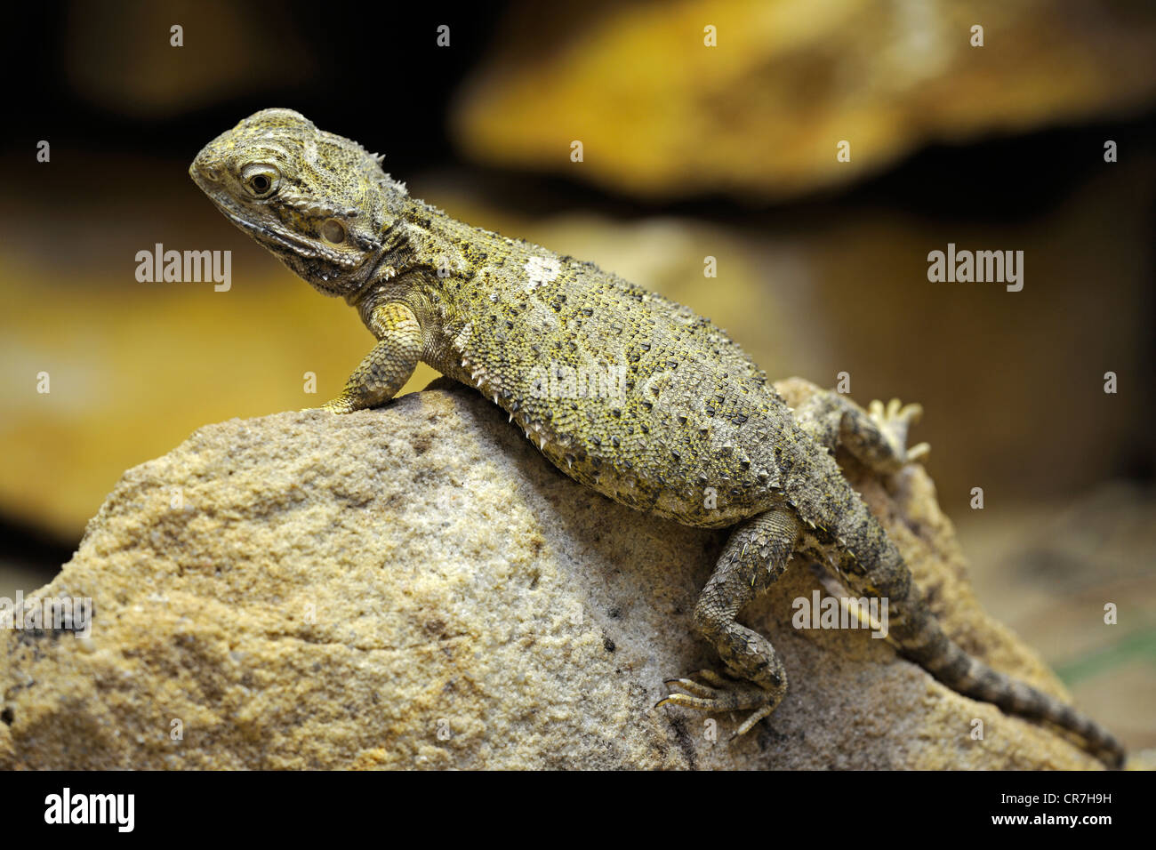 Dwarf Bearded Dragon or Lawson's Bearded Dragon (Pogona henrylawsoni ...