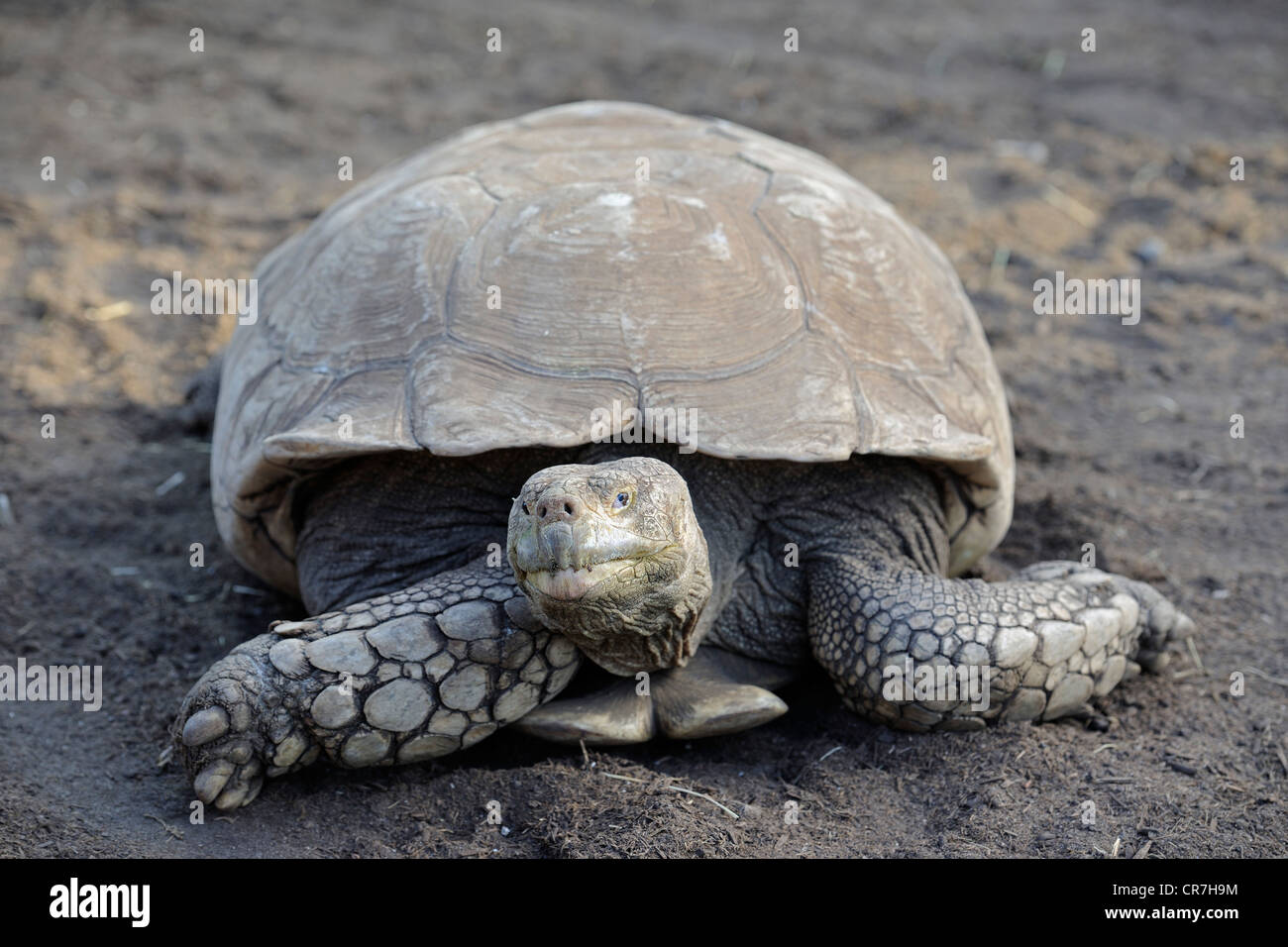 African Spurred Tortoise (Testudo sulcata Stock Photo - Alamy