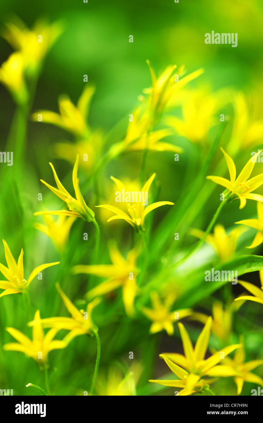 yellow spring flowers macro close up Stock Photo - Alamy