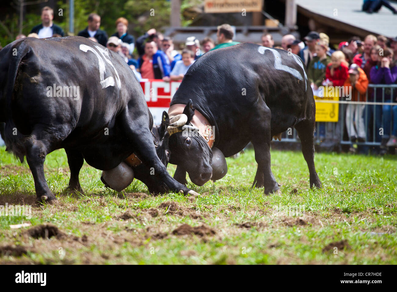 Eringer cows locking horns during a cow fight, tradition, heritage from ...
