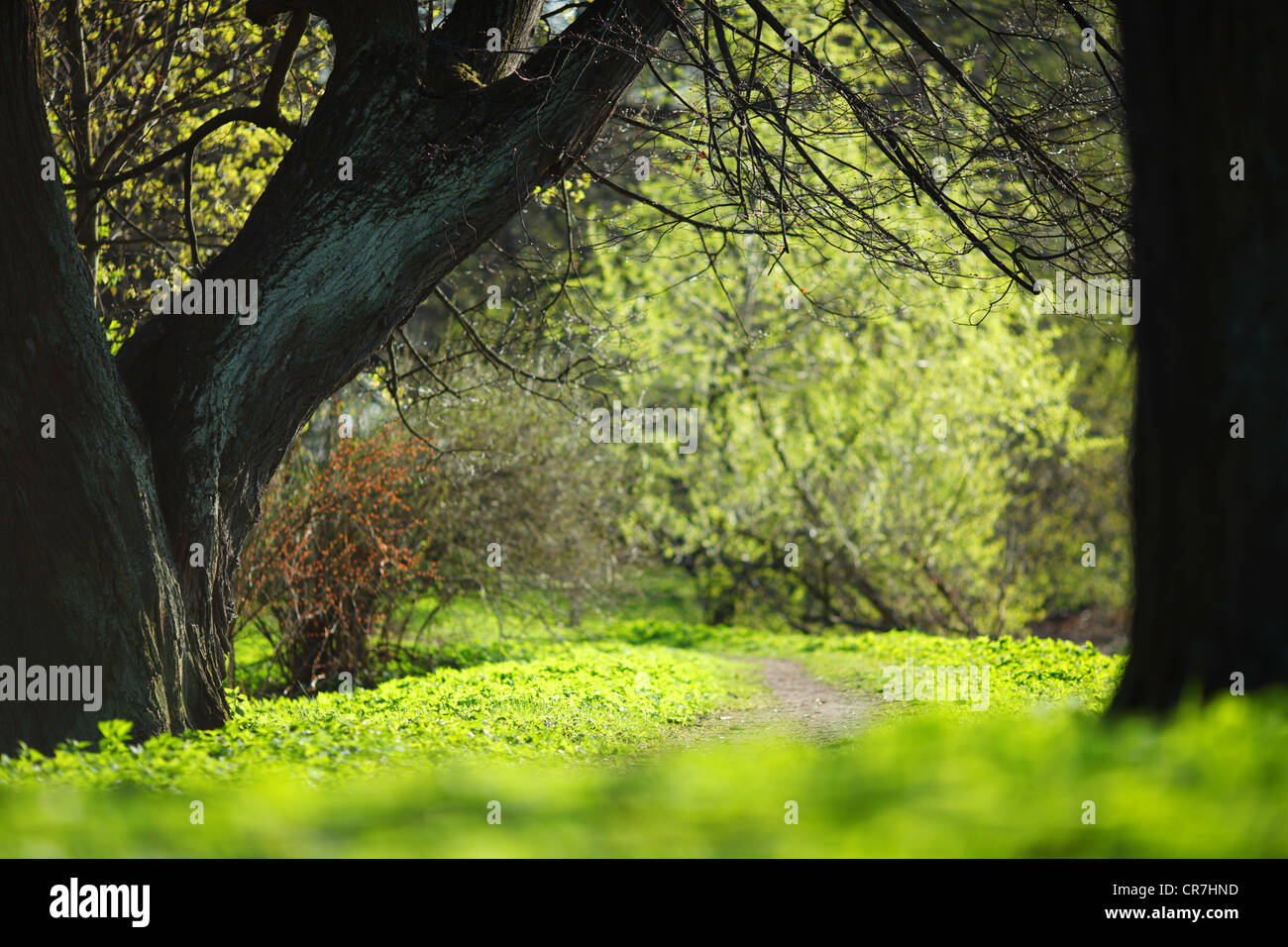 Spring Park nature background Stock Photo - Alamy