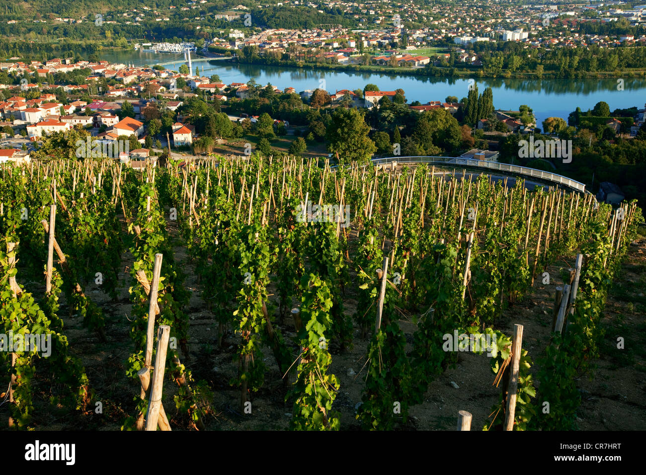 Condrieu france vineyard hi-res stock photography and images - Alamy