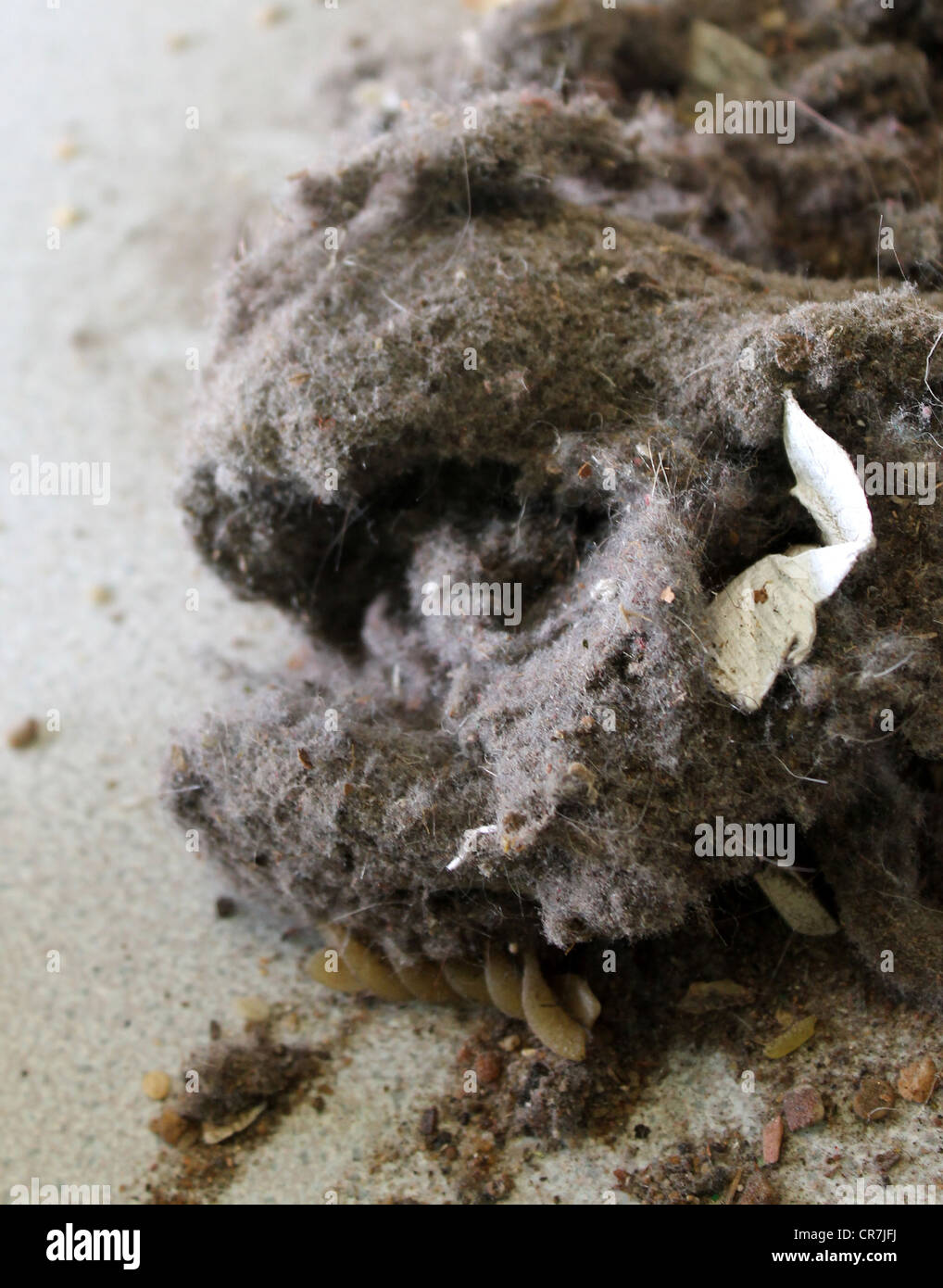 the contents of a hoover bag, verging on abstract form Stock Photo - Alamy