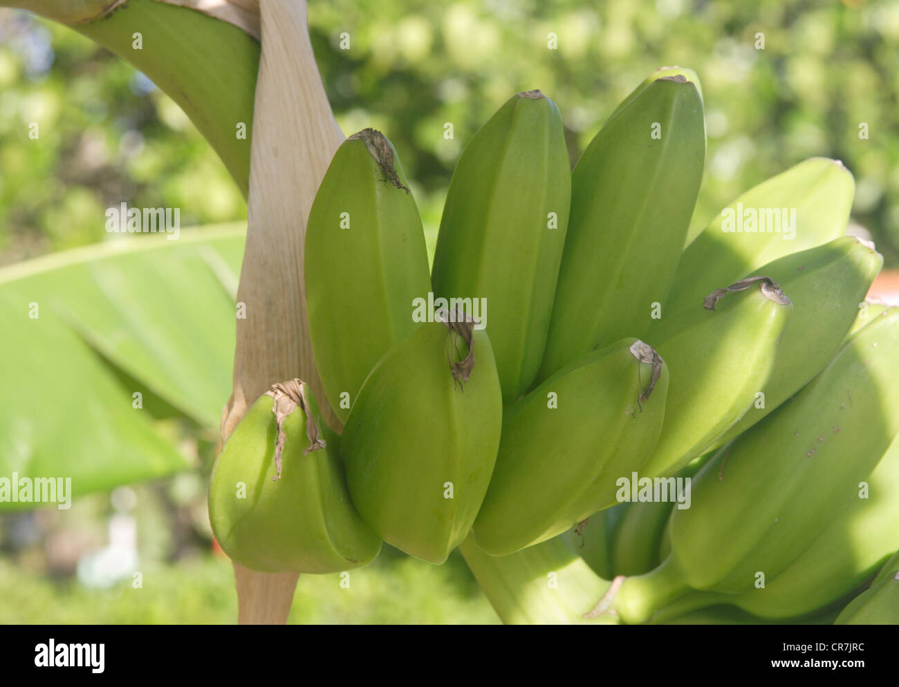 Banana tree banana tree hi-res stock photography and images - Alamy