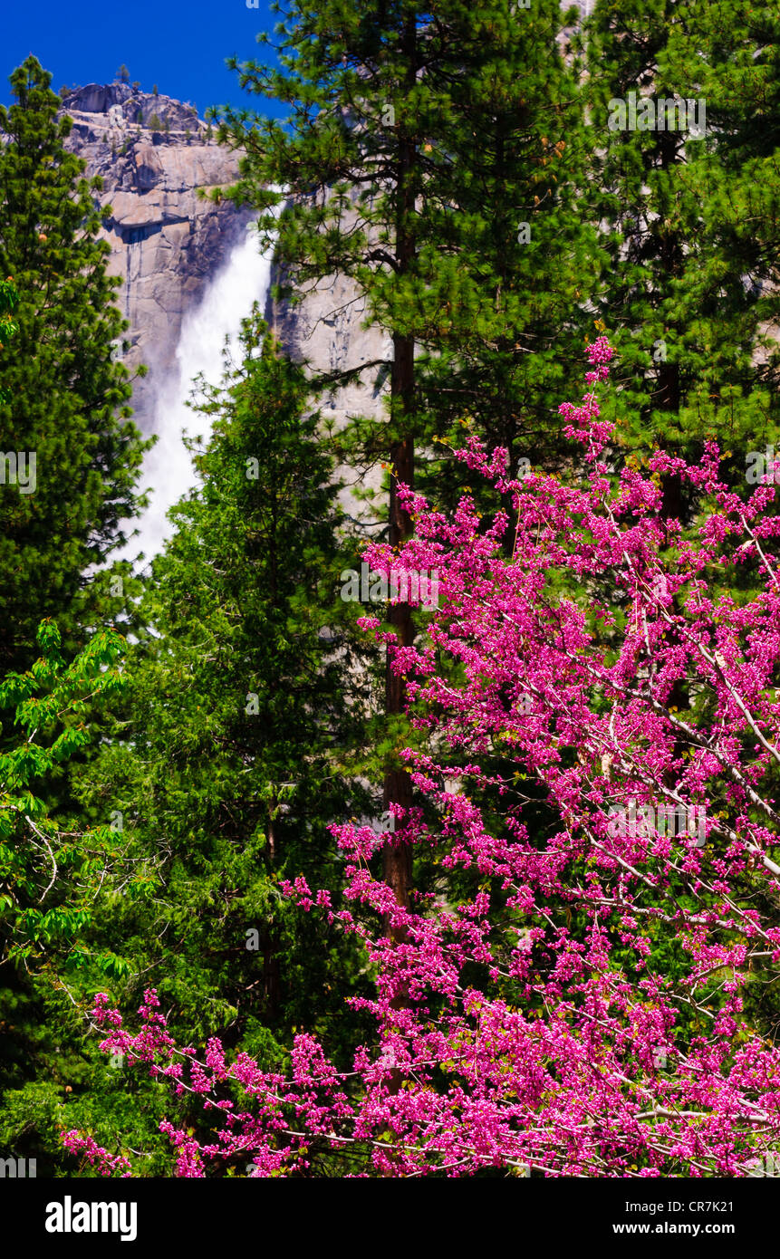 Western Redbud (Cercis occidentalis) under Yosemite Falls, Yosemite ...