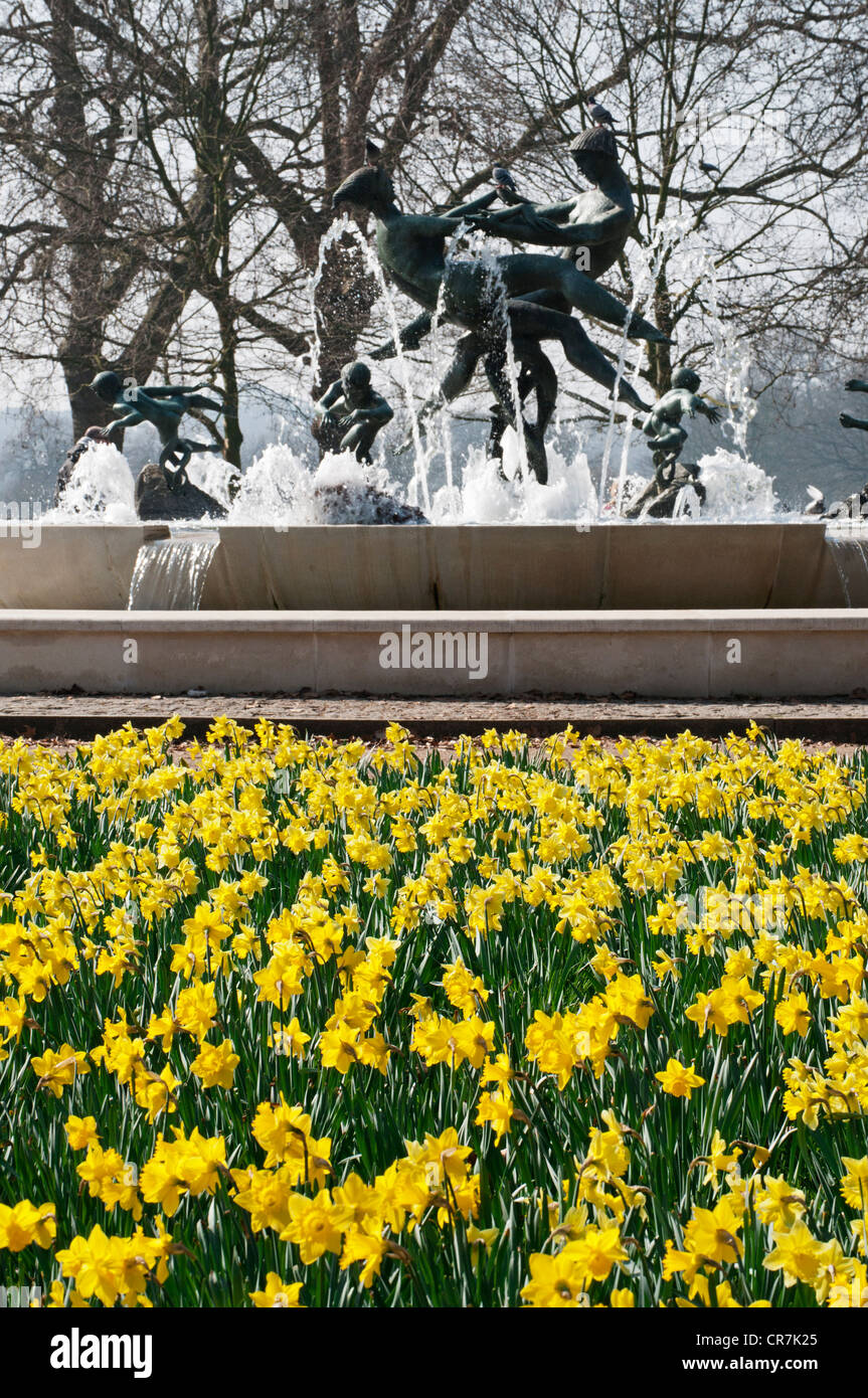 Hyde Park, London. Spring daffodil's with the 'four winds fountain' in ...