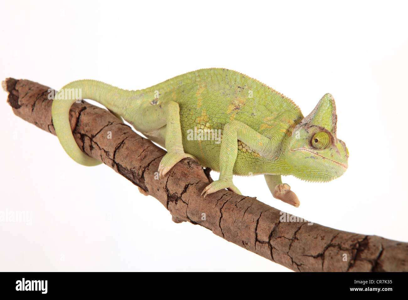 Chamaeleonidae green eyes eye branch claw claws feet hi-res stock photography and images - Alamy