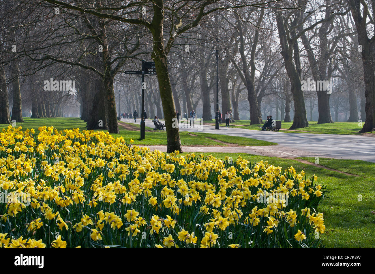 Hyde Park, London. Spring daffodil's with an avenue of bare trees on a ...