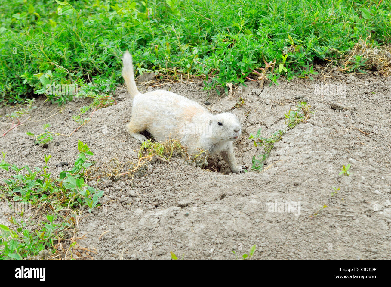 Most common prairie dog hi-res stock photography and images - Alamy
