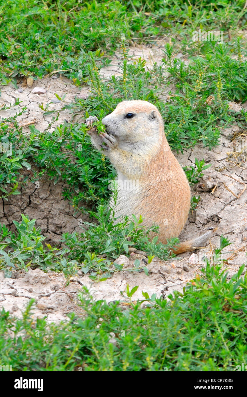 Most common prairie dog hi-res stock photography and images - Alamy
