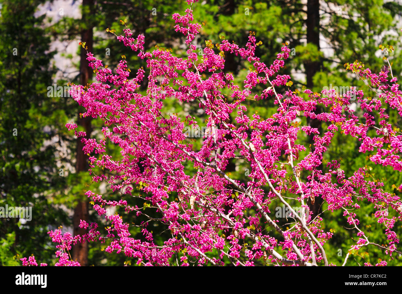 Western Redbud (Cercis occidentalis), Yosemite National Park ...