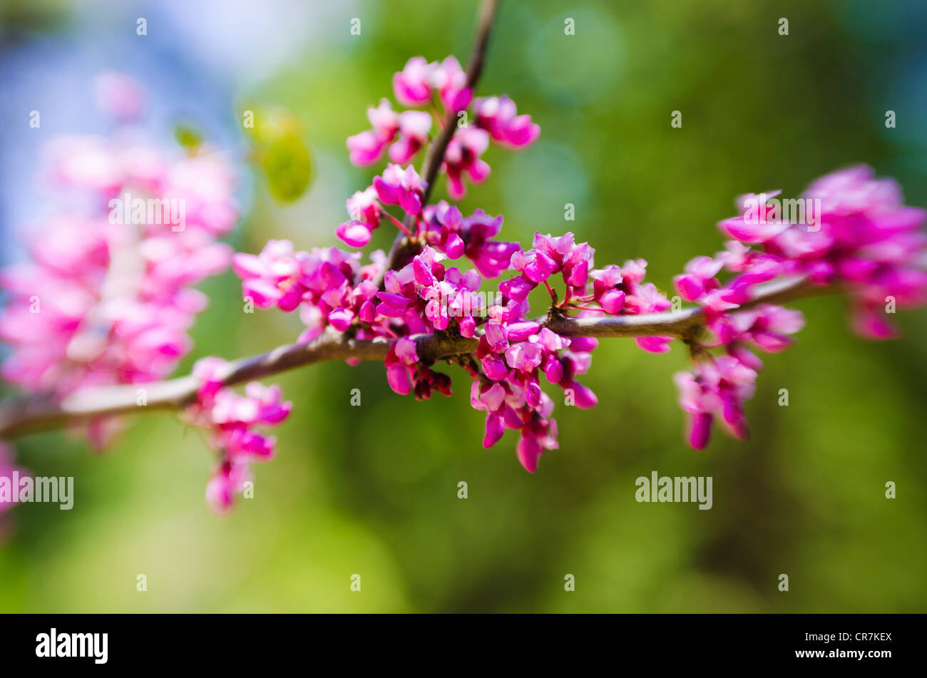 Western Redbud (Cercis occidentalis), Yosemite National Park ...
