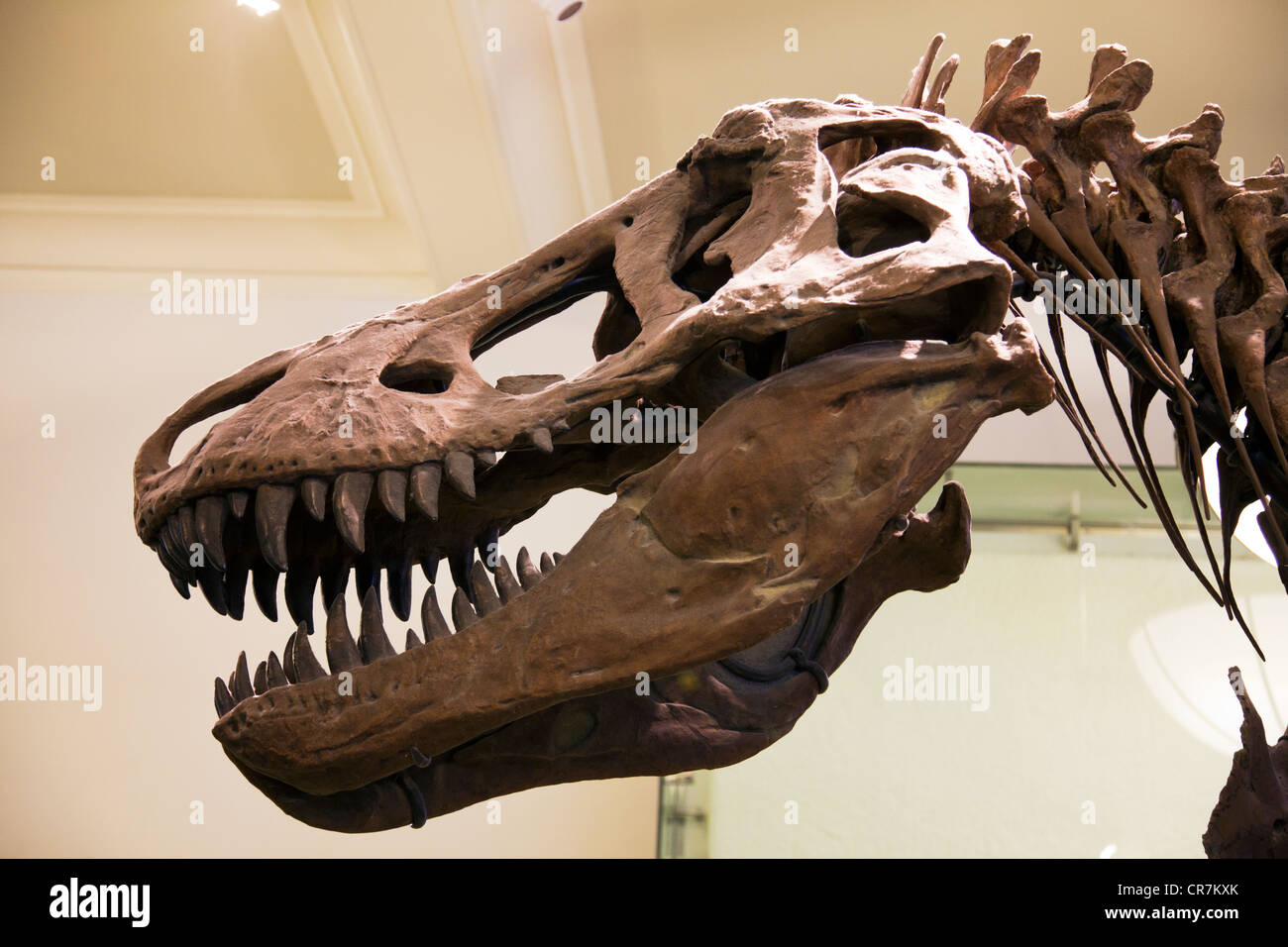 Tyrannosaurus Rex Skeleton Head