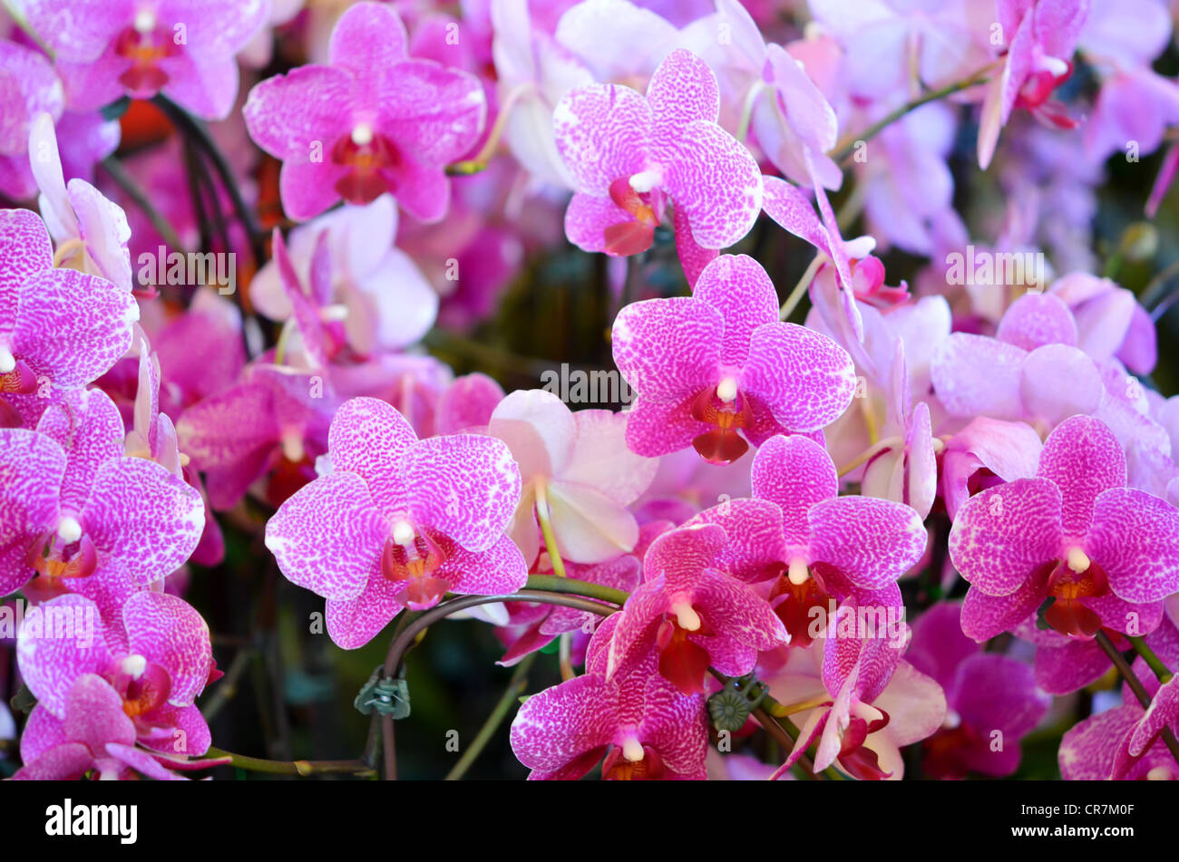 full of pink orchids blooms in the garden Stock Photo - Alamy