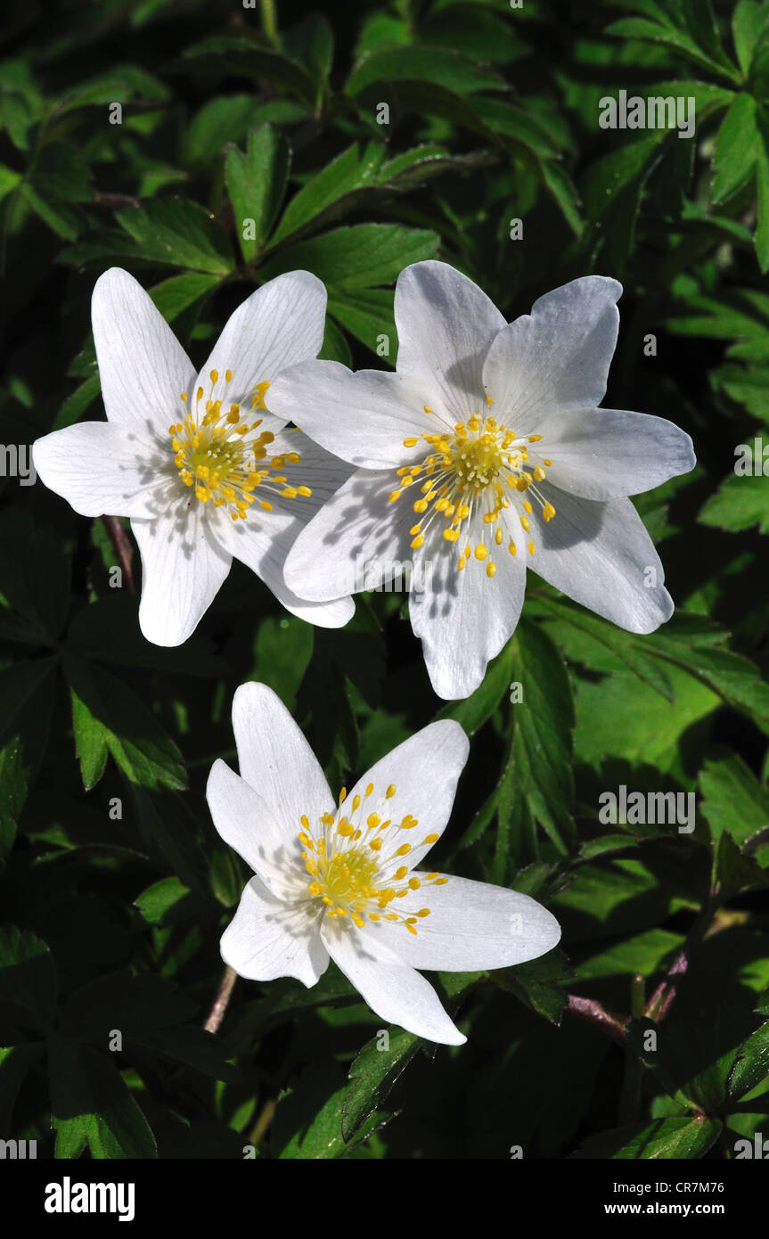 wood anemone nemorosa woodland wild flower spring Stock Photo - Alamy
