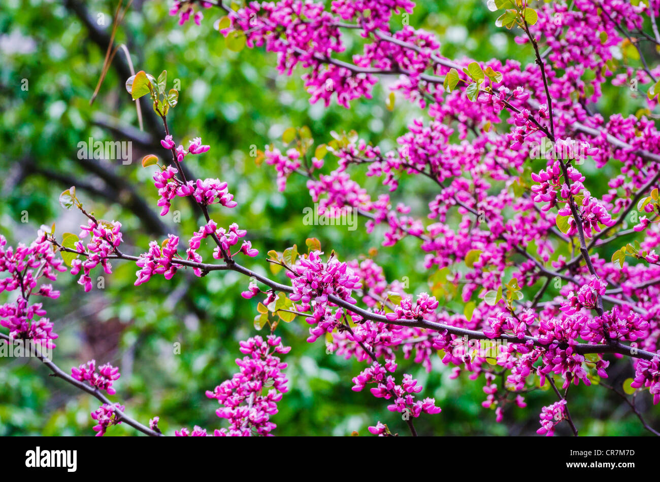Western Redbud (Cercis occidentalis), Yosemite National Park ...