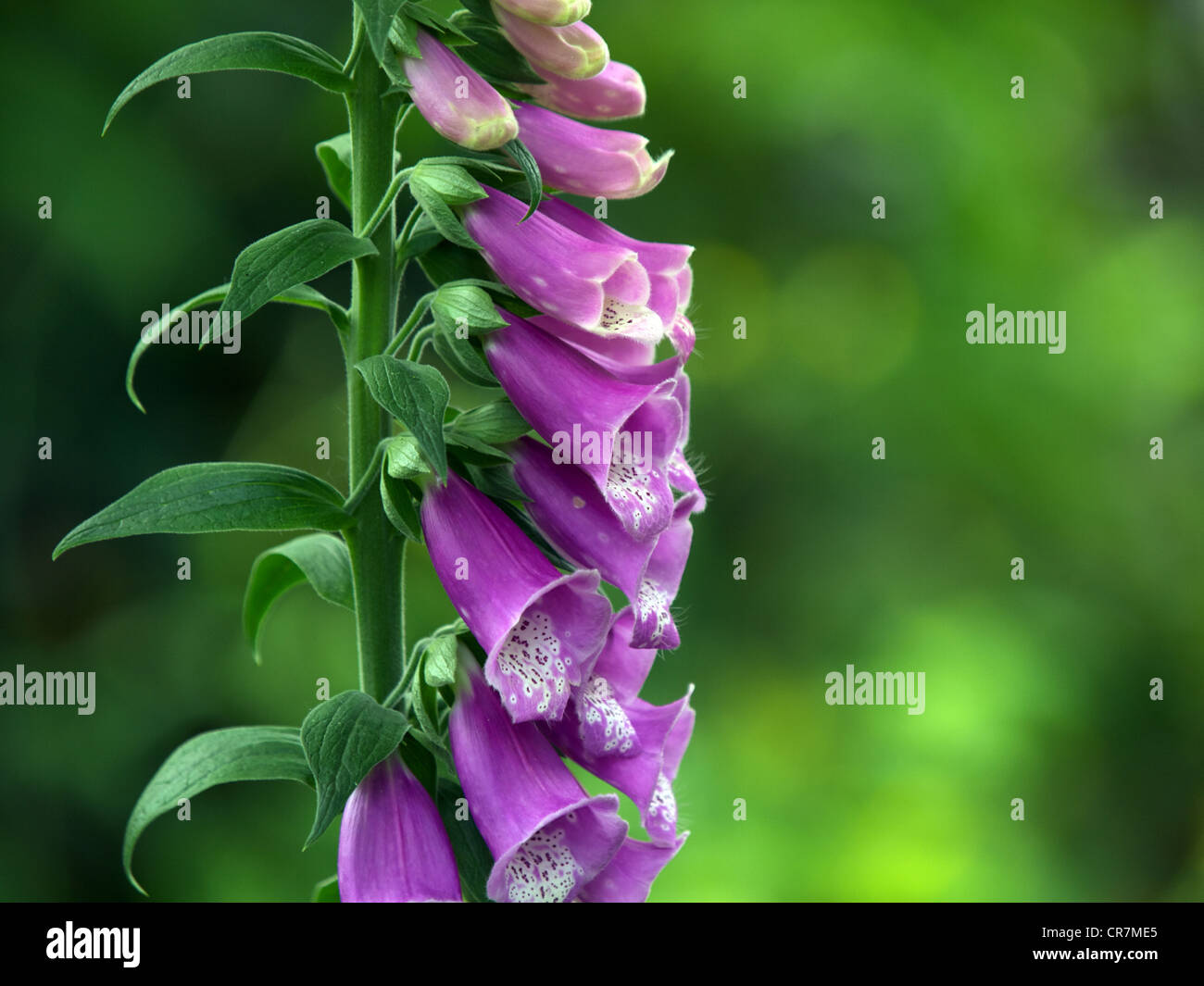 Wild Foxglove Stock Photos & Wild Foxglove Stock Images - Alamy