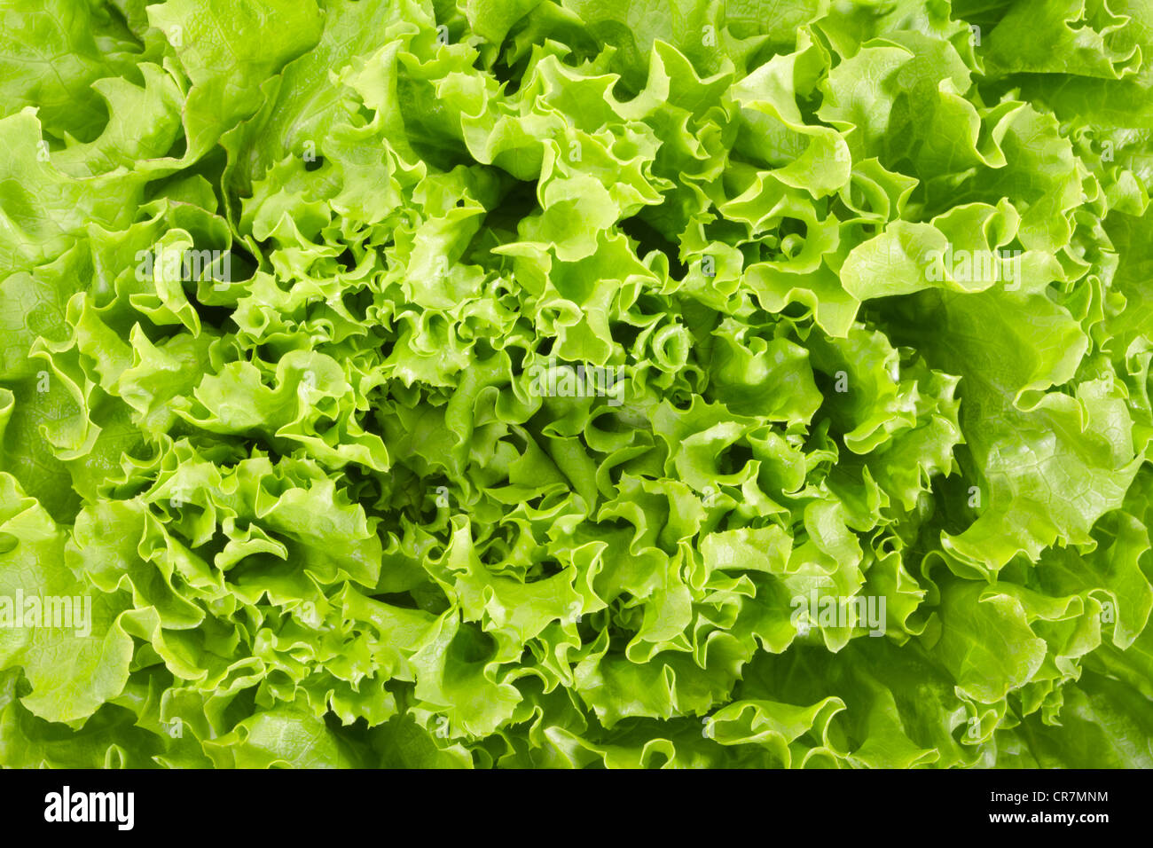 Salad texture background Stock Photo - Alamy