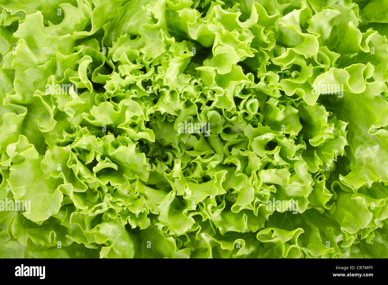 Lettuce Texture