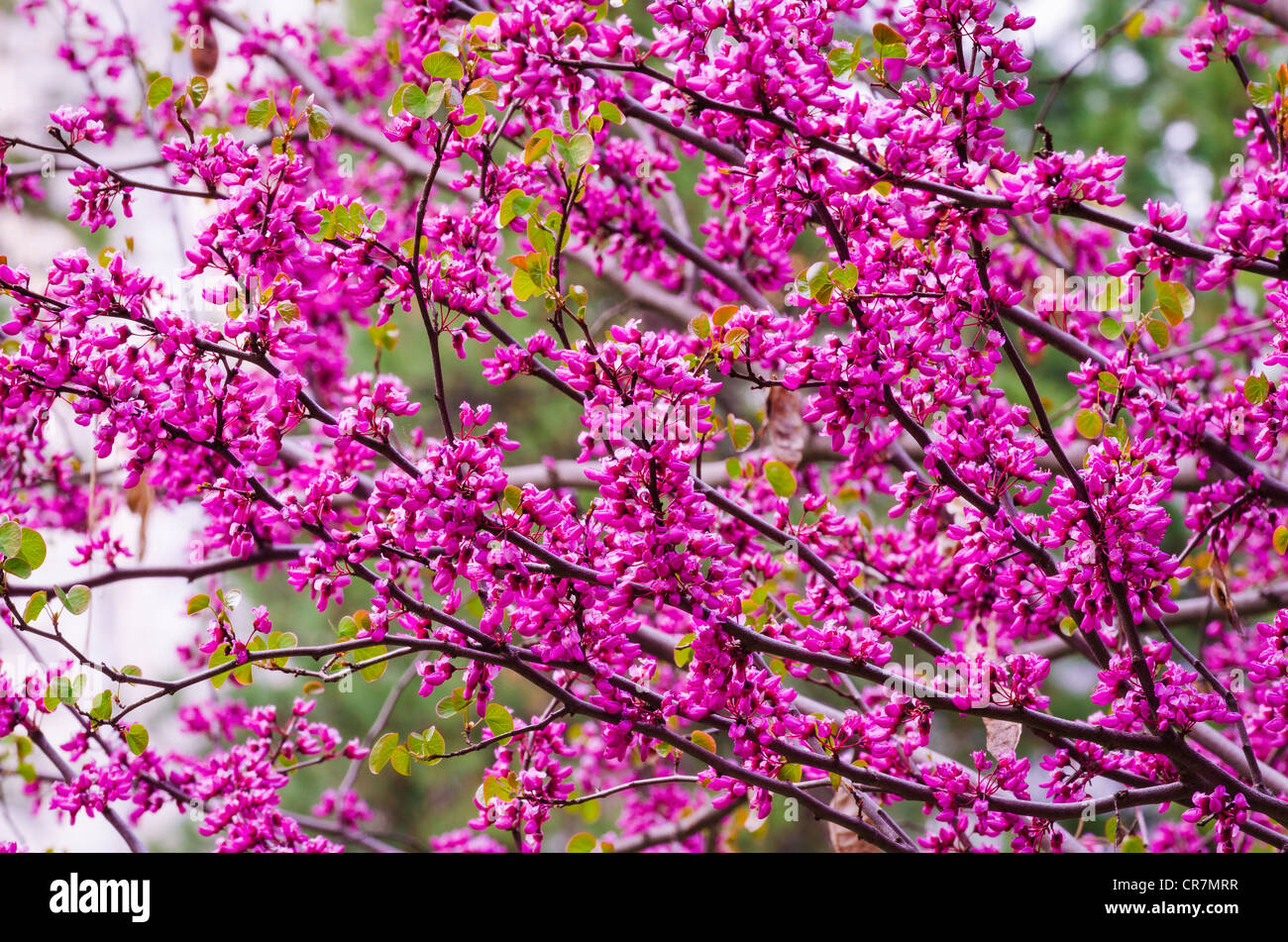 Western Redbud (Cercis occidentalis), Yosemite National Park ...