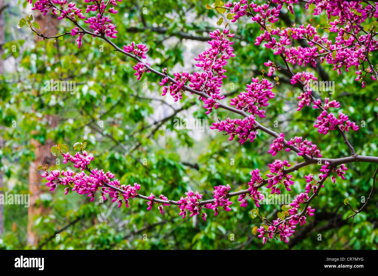 Western Redbud (Cercis occidentalis), Yosemite National Park ...