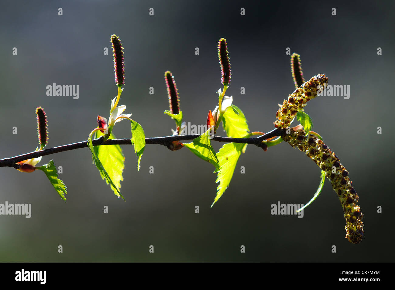Silver birch catkins UK Stock Photo - Alamy