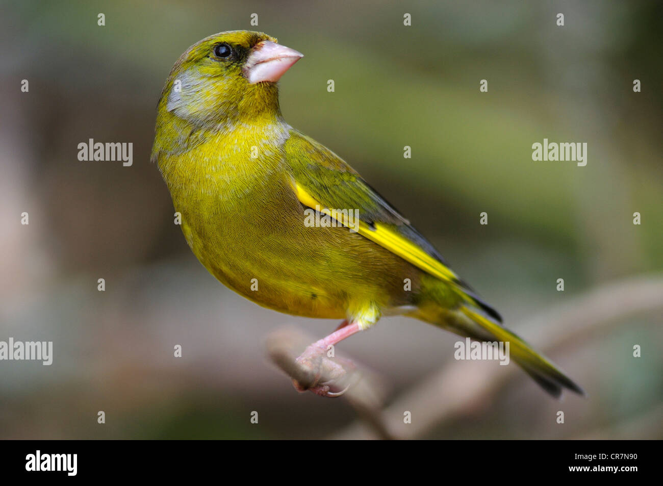 Greenfinch Stock Photos & Greenfinch Stock Images - Alamy