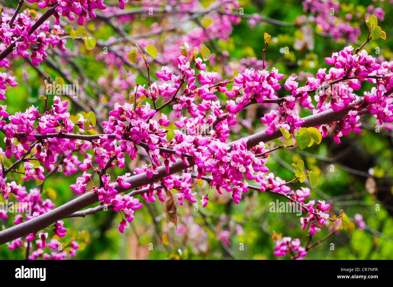 Western Redbud (Cercis occidentalis), Yosemite National Park ...