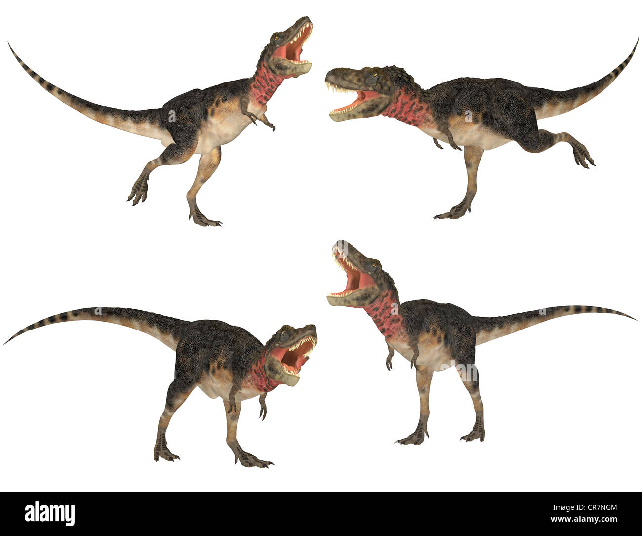 Tarbosaurus hi-res stock photography and images - Alamy
