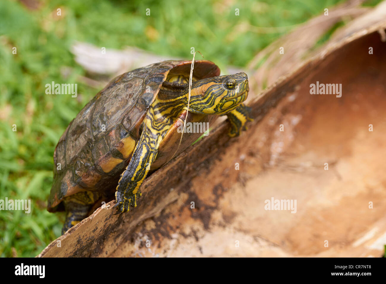 Turtle's shell hi-res stock photography and images - Alamy